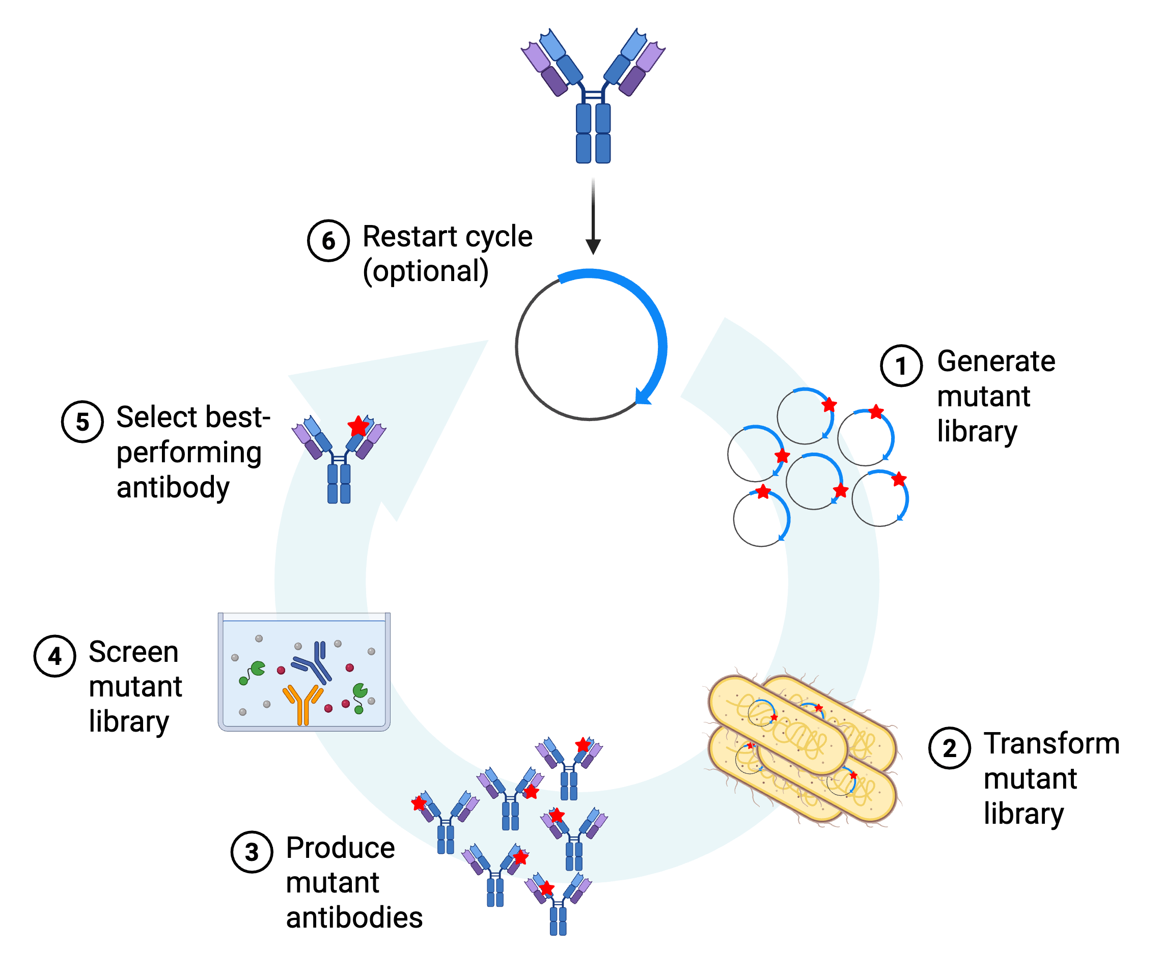 Antibodies 101: Antibody Engineering and Directed Evolution